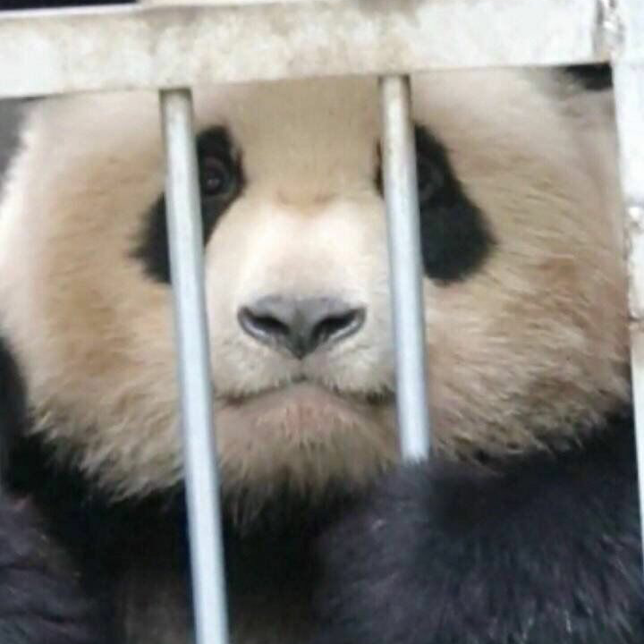 大雄...就当为了我..对小夫使出百吨王吧！ - AcFun弹幕视频网 - 认真你就输啦 (?ω?)ノ- ( ゜- ゜)つロ