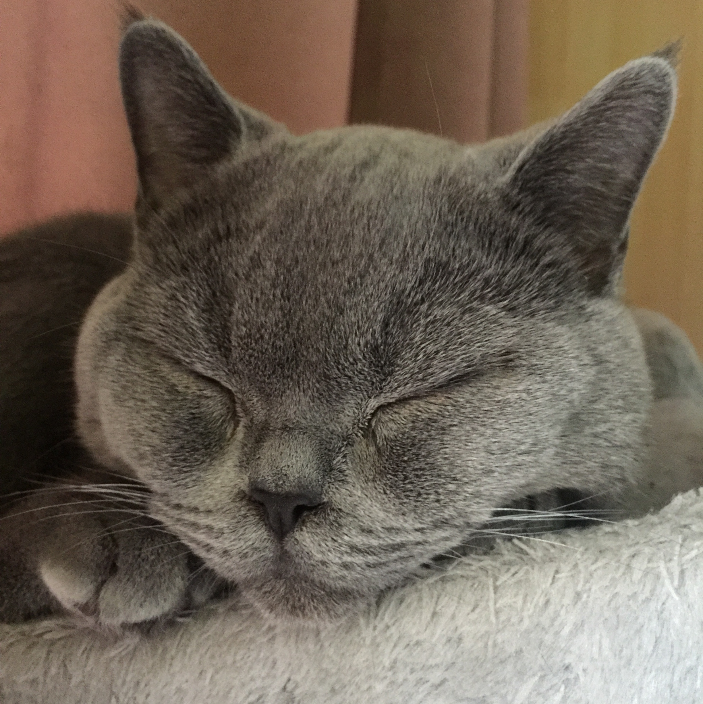 【黑神话悟空】亢金龙的陨落，cos亢金星君 - AcFun弹幕视频网 - 认真你就输啦 (?ω?)ノ- ( ゜- ゜)つロ