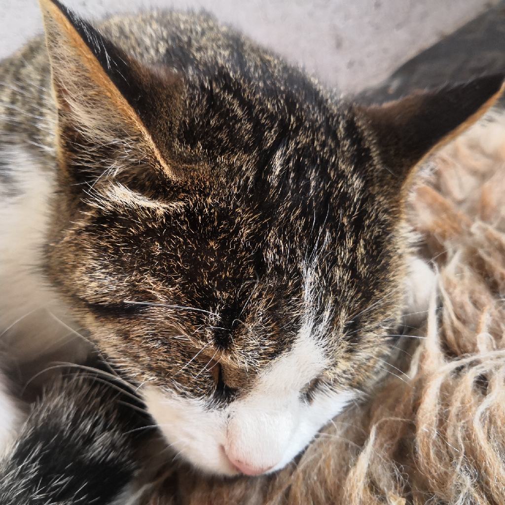 三角洲行动：威猛的深蓝干员，巨盾之下都得死 - AcFun弹幕视频网 - 认真你就输啦 (?ω?)ノ- ( ゜- ゜)つロ