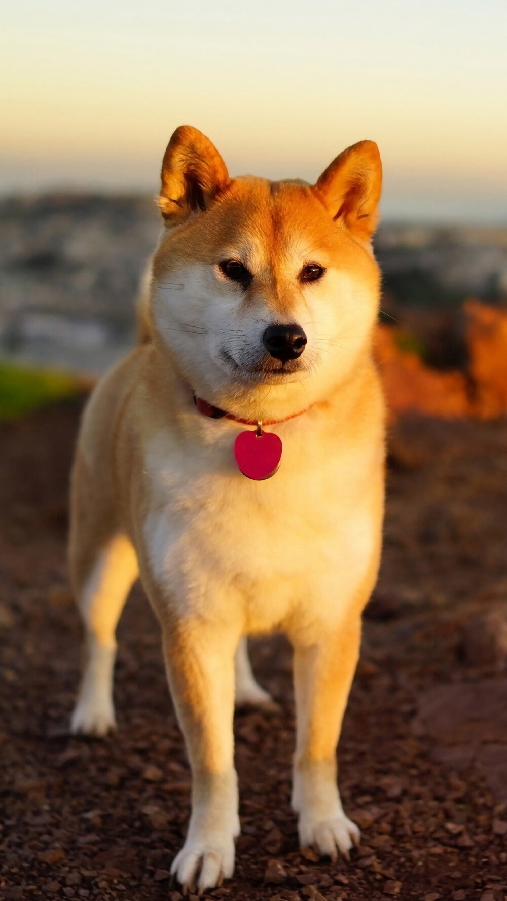 doge图片壁纸,简笔画_大山谷图库