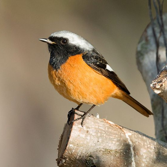 【东方】恋愛フィロソフィア【古明地恋 Miy式 MMD】 - AcFun弹幕视频网 - 认真你就输啦 (?ω?)ノ- ( ゜- ゜)つロ