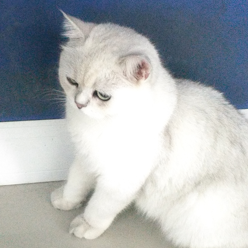 救命！我被海浪包围了！-Stellar-crying - AcFun弹幕视频网 - 认真你就输啦 (?ω?)ノ- ( ゜- ゜)つロ