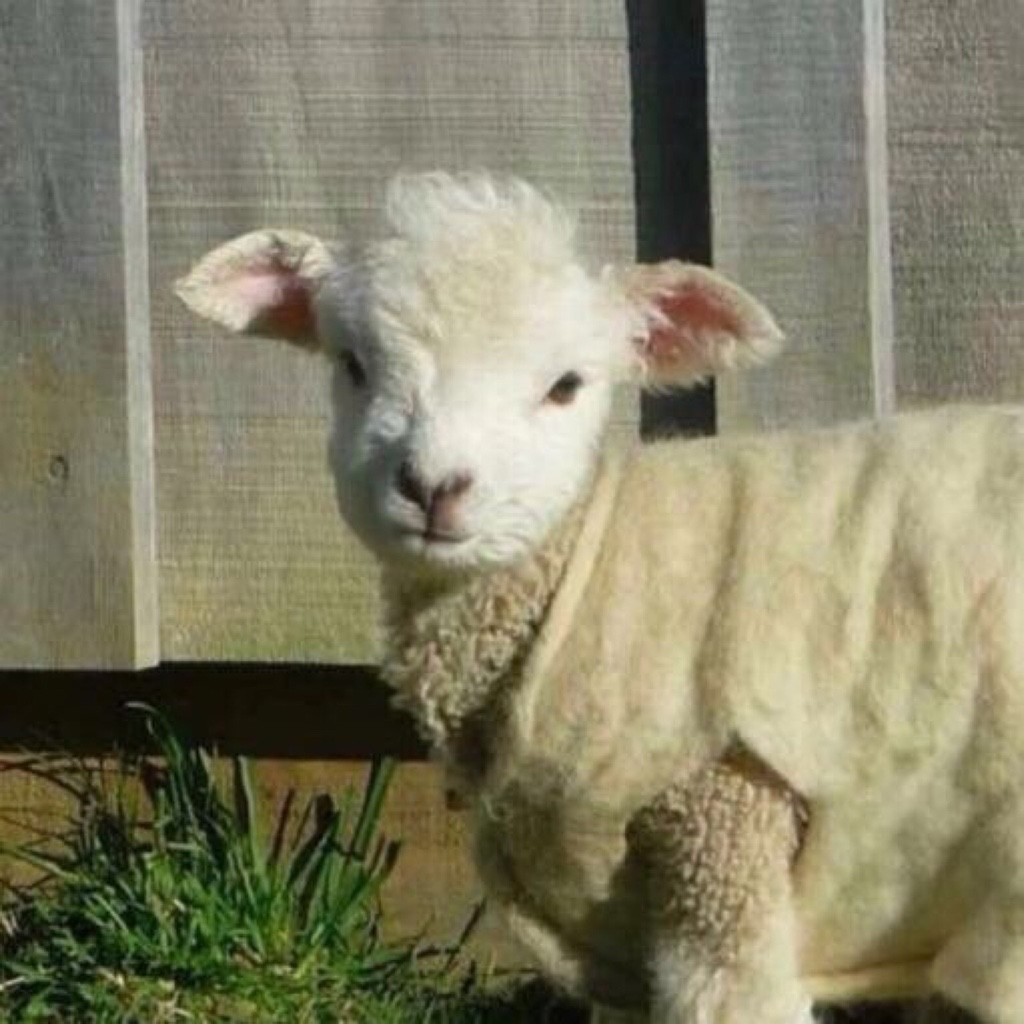 【AC18】【AC娘×金坷垃】父爱如山组曲（预告） - AcFun弹幕视频网 - 认真你就输啦 (?ω?)ノ- ( ゜- ゜)つロ