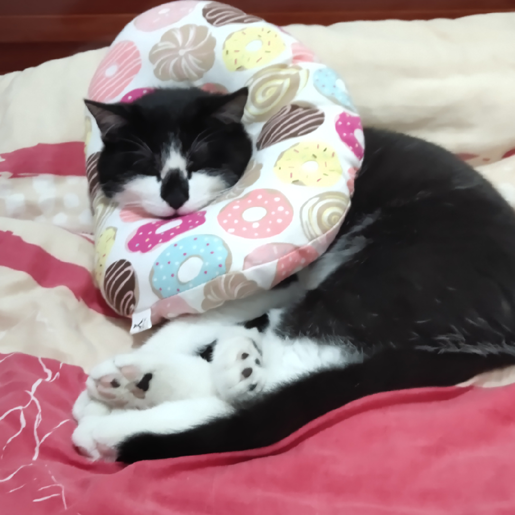 母子一起拍写真 拍完儿子叫我姐姐 年轻感觉真好 - AcFun弹幕视频网 - 认真你就输啦 (?ω?)ノ- ( ゜- ゜)つロ