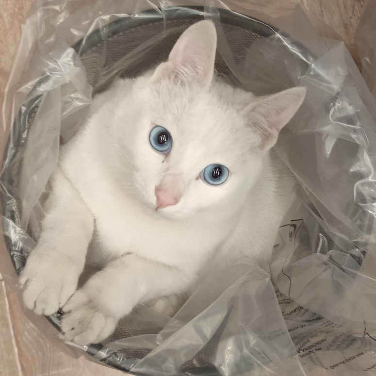 《主打陪伴》正片——祝贺ACfun18周年【AC18】 - AcFun弹幕视频网 - 认真你就输啦 (?ω?)ノ- ( ゜- ゜)つロ