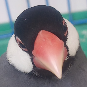 【MMD】Summer Time - AcFun弹幕视频网 - 认真你就输啦 (?ω?)ノ- ( ゜- ゜)つロ