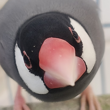 【MMD】Summer Time - AcFun弹幕视频网 - 认真你就输啦 (?ω?)ノ- ( ゜- ゜)つロ