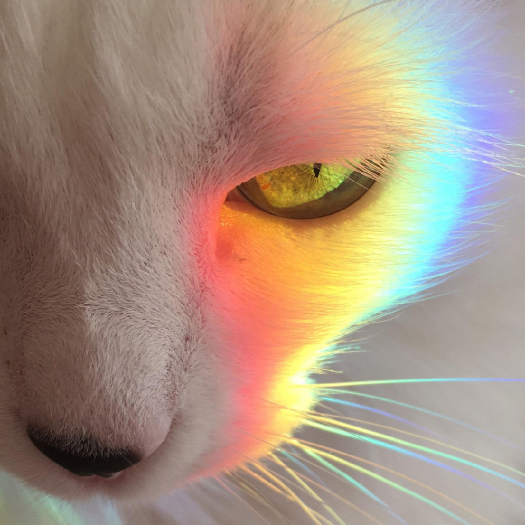 【Kyokyo】LA VIE EN ROSE玫瑰人生 - AcFun弹幕视频网 - 认真你就输啦 (?ω?)ノ- ( ゜- ゜)つロ