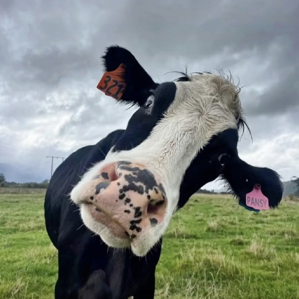 闹钟一响，牛马登场 - AcFun弹幕视频网 - 认真你就输啦 (?ω?)ノ- ( ゜- ゜)つロ