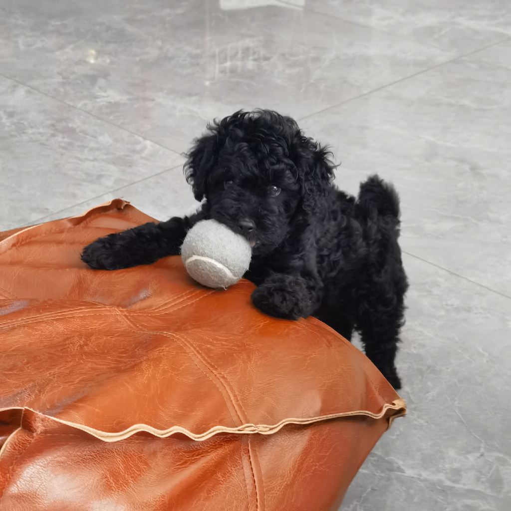 猎奇游戏幼儿园2泰德与奥兹线【流畅实况攻略解说2】 - AcFun弹幕视频网 - 认真你就输啦 (?ω?)ノ- ( ゜- ゜)つロ