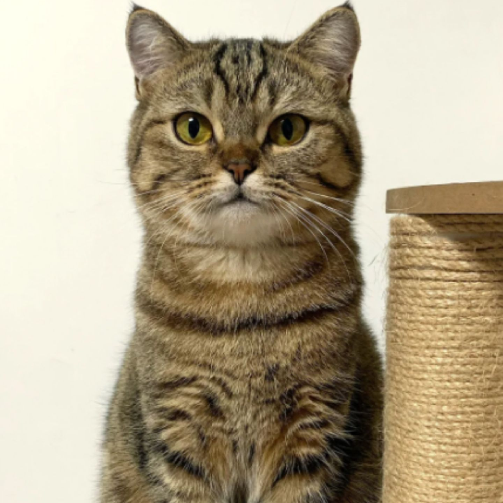 【A站独家】超美裸足舞~满月！ - AcFun弹幕视频网 - 认真你就输啦 (?ω?)ノ- ( ゜- ゜)つロ