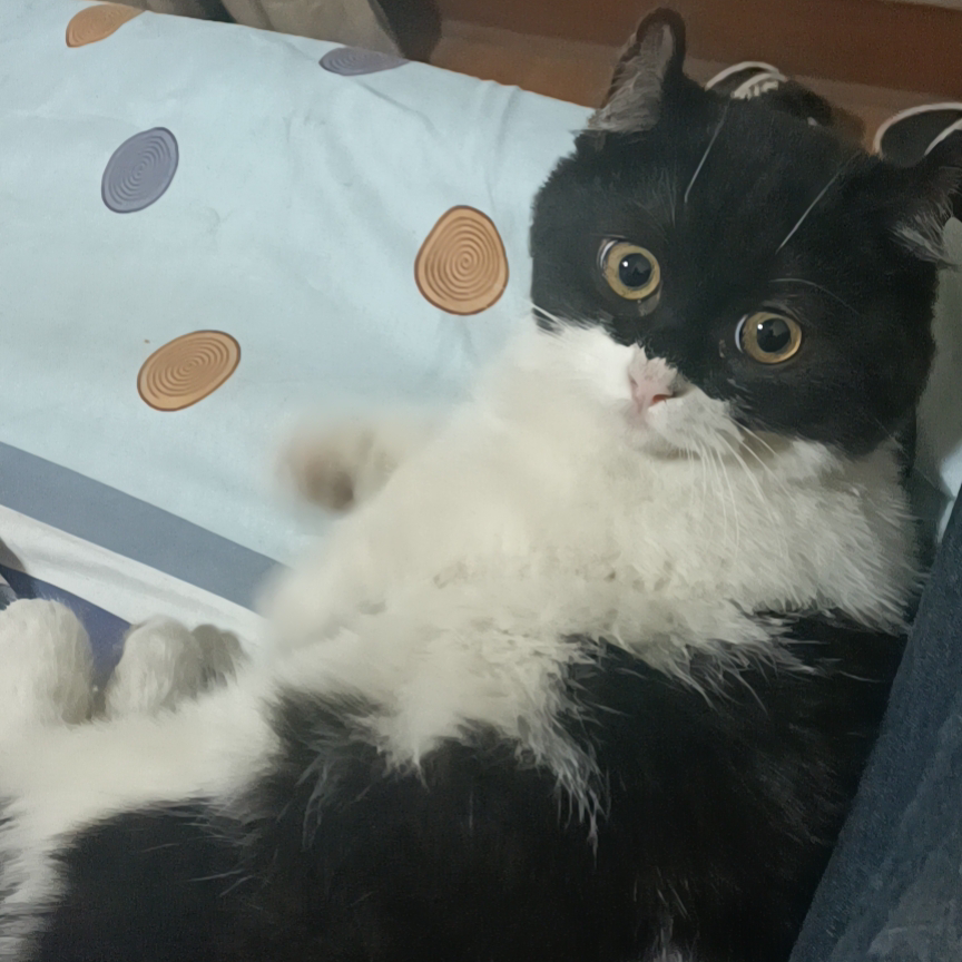 【4k修复60帧】黑猫警长全5集【收藏级画质】 - AcFun弹幕视频网 - 认真你就输啦 (?ω?)ノ- ( ゜- ゜)つロ