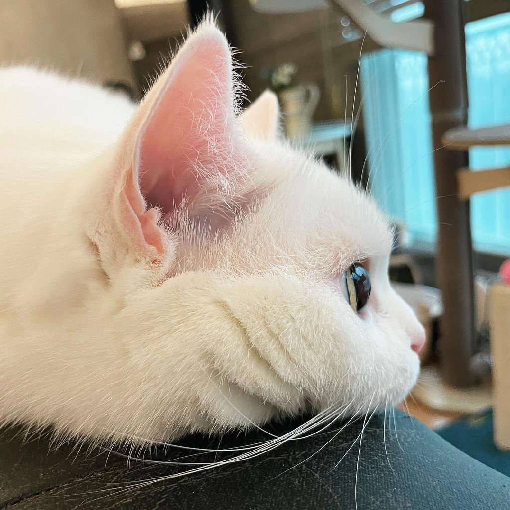 【爆蕉一夏】夏日！清凉！吊带！女孩！ - AcFun弹幕视频网 - 认真你就输啦 (?ω?)ノ- ( ゜- ゜)つロ