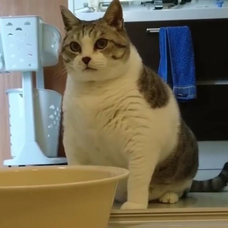 【高清】1979花仙子全50集+OVA - AcFun弹幕视频网 - 认真你就输啦 (?ω?)ノ- ( ゜- ゜)つロ