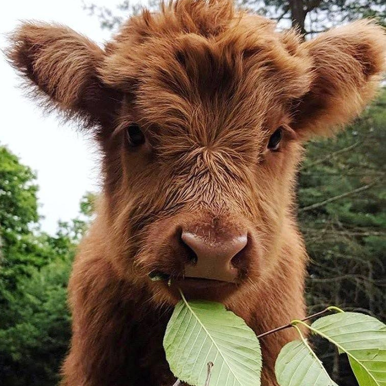 20250124超哥今日抽象合集 M！A！G！A！ - AcFun弹幕视频网 - 认真你就输啦 (?ω?)ノ- ( ゜- ゜)つロ