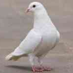 《主打陪伴》预告祝贺ACfun18周年【AC18】 - AcFun弹幕视频网 - 认真你就输啦 (?ω?)ノ- ( ゜- ゜)つロ