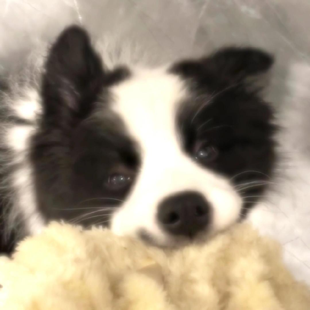 霸旋陀螺 极限突破：第1集 X - AcFun弹幕视频网 - 认真你就输啦 (?ω?)ノ- ( ゜- ゜)つロ