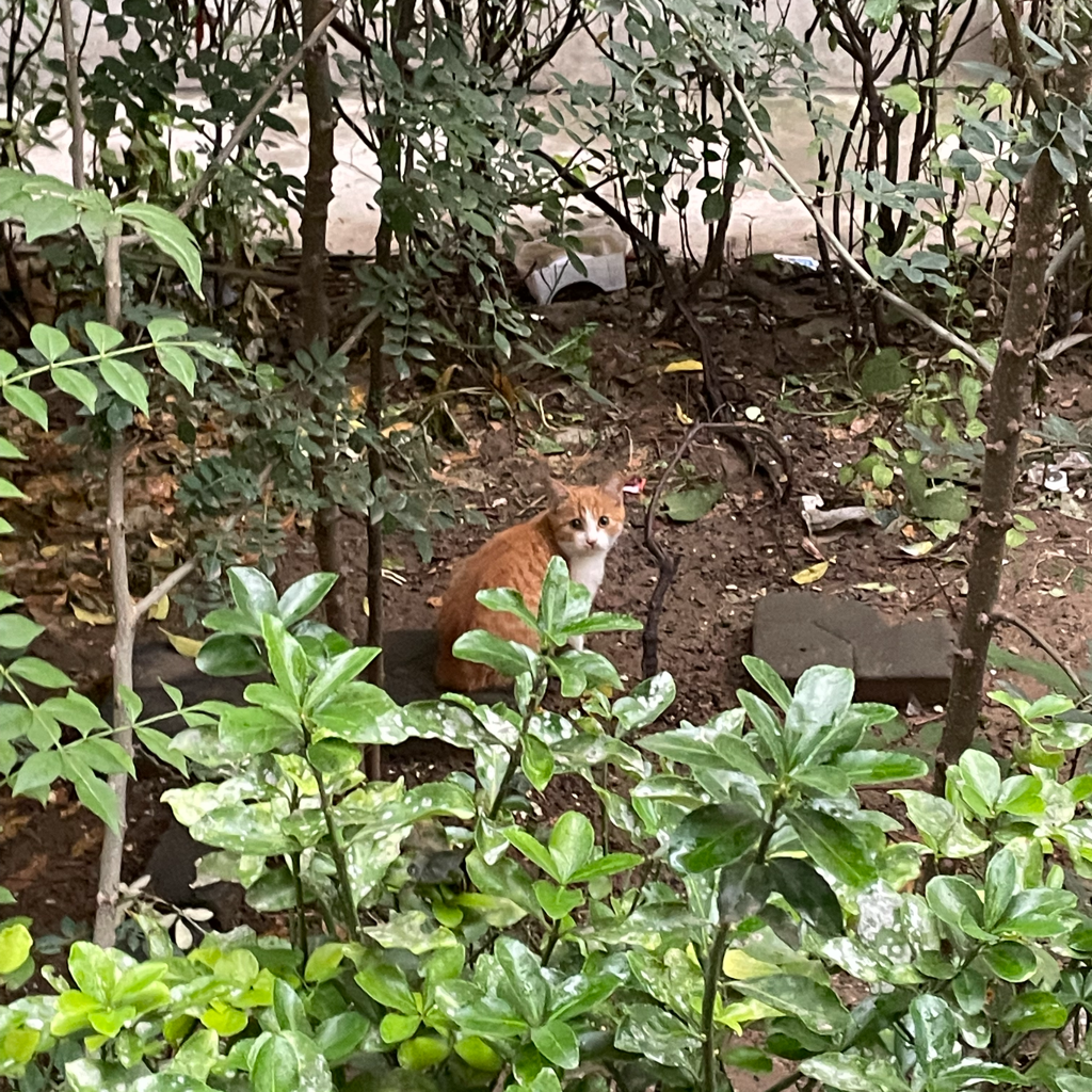 【2010】电波女与青春男 全13话 【漫游字幕组】 - AcFun弹幕视频网 - 认真你就输啦 (?ω?)ノ- ( ゜- ゜)つロ