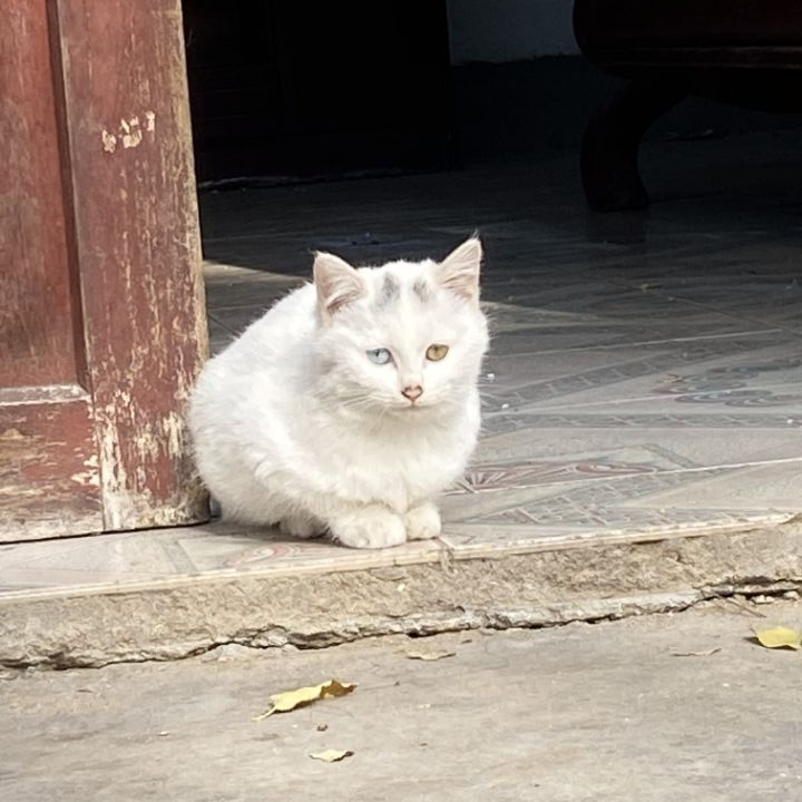 …总之，MGN独立游戏嘉年华走出了国门——当预告来自海外 - AcFun弹幕视频网 - 认真你就输啦 (?ω?)ノ- ( ゜- ゜)つロ