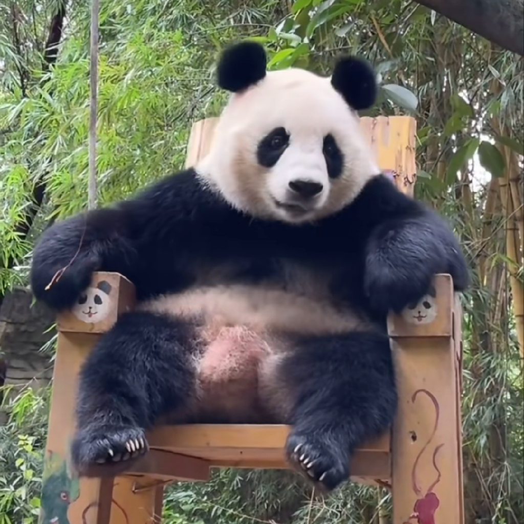 2018青少年温网女单QF. 斯瓦泰克VS拉杜卡努 - AcFun弹幕视频网 - 认真你就输啦 (?ω?)ノ- ( ゜- ゜)つロ