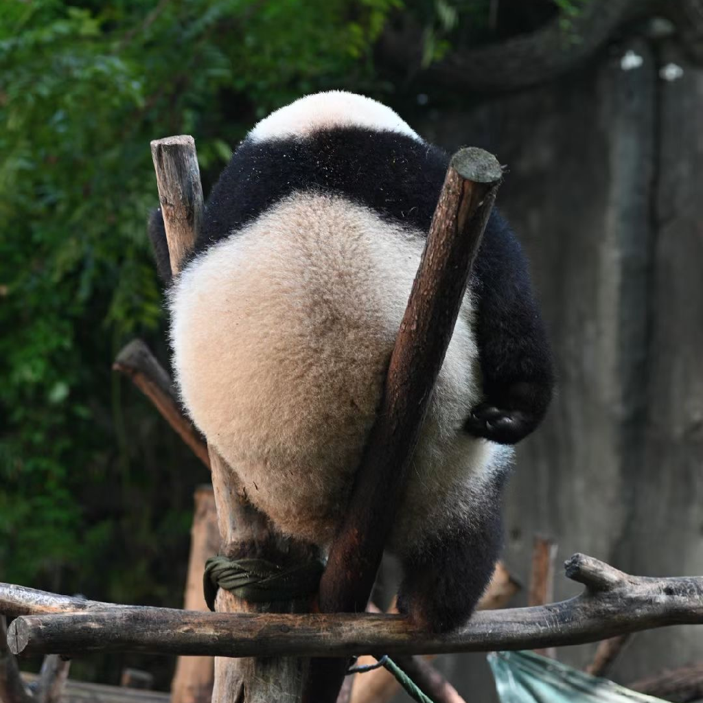 【摄影记录】i人的灾难场景~ 给萌妹拍照被一群汉子围观蹭拍 - AcFun弹幕视频网 - 认真你就输啦 (?ω?)ノ- ( ゜- ゜)つロ