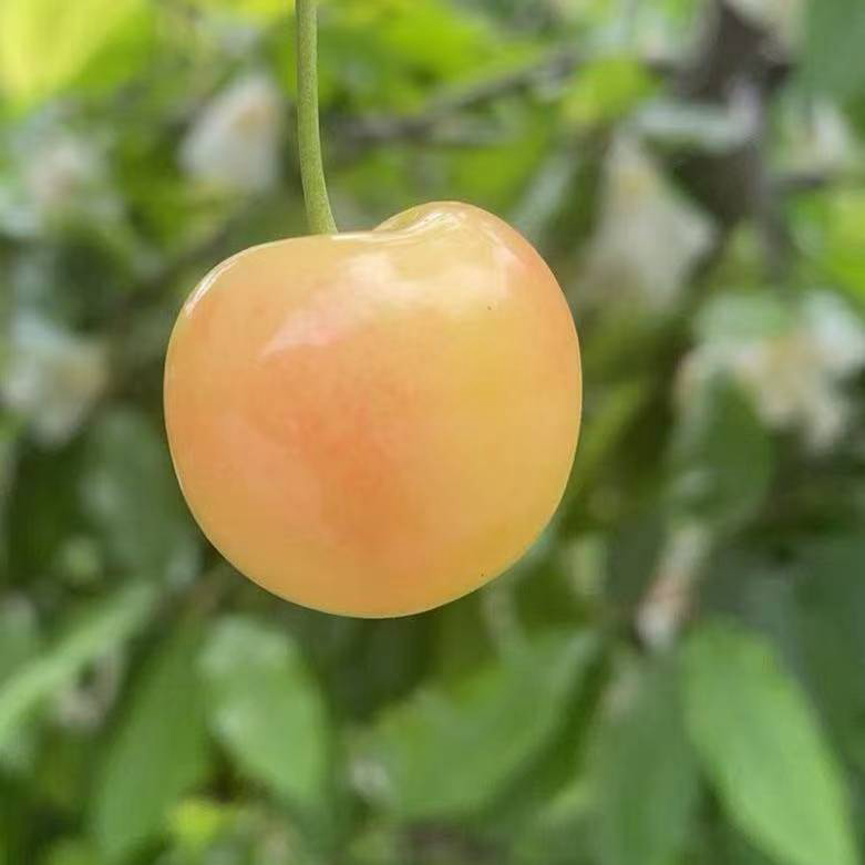 美防长舔日本，口活再好也枉然。【岩论495期】 - AcFun弹幕视频网 - 认真你就输啦 (?ω?)ノ- ( ゜- ゜)つロ