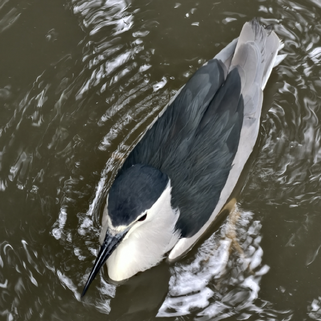 “太多人被困在街角 ，迟迟不见绿灯信号”——《莫愁乡》 - AcFun弹幕视频网 - 认真你就输啦 (?ω?)ノ- ( ゜- ゜)つロ