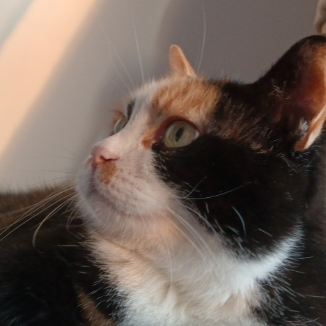 【东方】1000年生きてる【封兽魑魅 Ver. MMD 模型发布】 - AcFun弹幕视频网 - 认真你就输啦 (?ω?)ノ- ( ゜- ゜)つロ