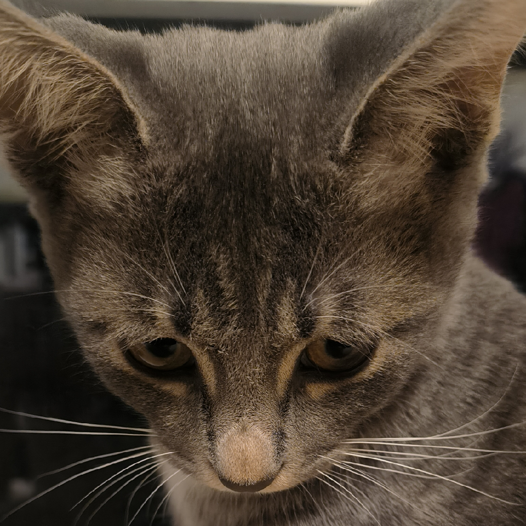 我的三体·罗辑传：第1话 S2E1 - AcFun弹幕视频网 - 认真你就输啦 (?ω?)ノ- ( ゜- ゜)つロ