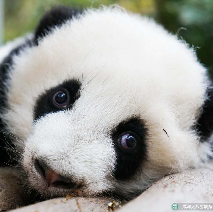 月亮醒了？！我们被“大哥”包围了！《The Moon Woke Up》EP1-3剧情解说 - AcFun弹幕视频网 - 认真你就输啦 (?ω?)ノ- ( ゜- ゜)つロ