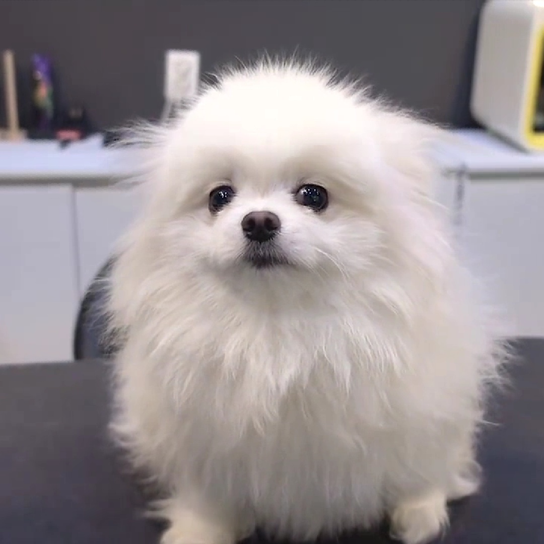 【全网最清晰】4K/60帧修复/全彩色 | 开国大典原版影像 - AcFun弹幕视频网 - 认真你就输啦 (?ω?)ノ- ( ゜- ゜)つロ